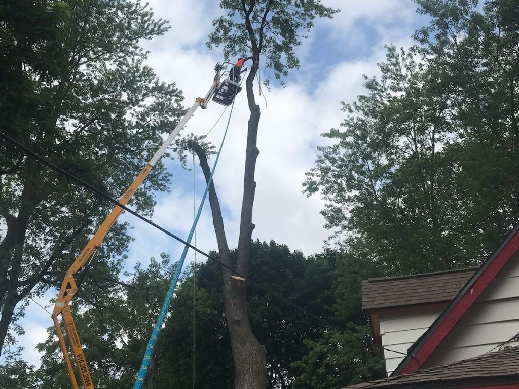 Progressive Tree Service, MI – progressivetreeservicemi.com