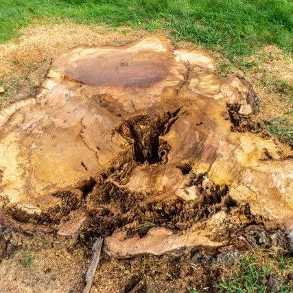 Services – Progressive Tree Service, MI – progressivetreeservicemi.com