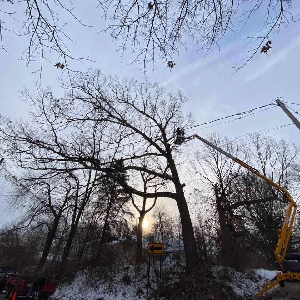 Services – Progressive Tree Service, MI – progressivetreeservicemi.com